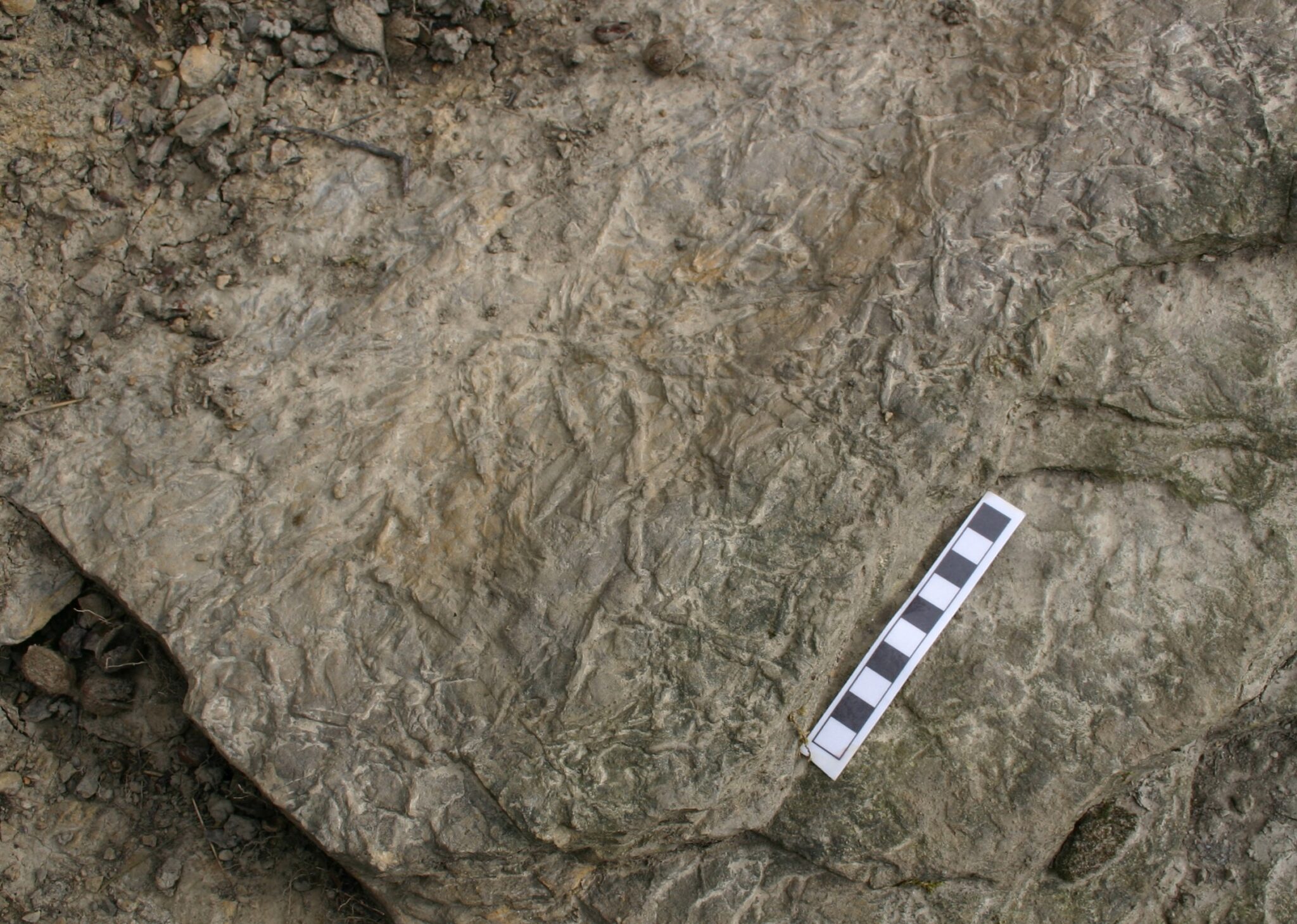 Fossils - Leeds Geological Association